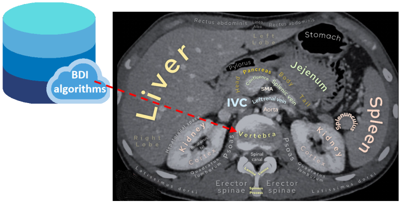 How it works - Bone Density Inc